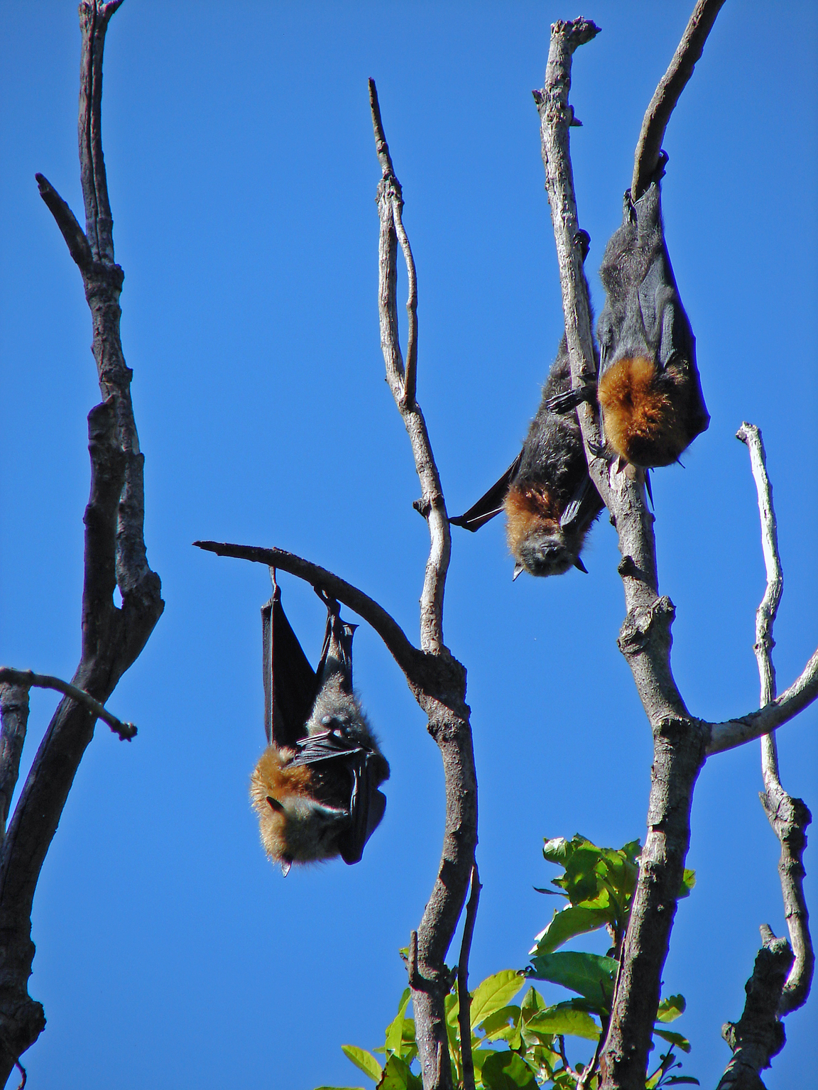 GPS Tracking Devices to Monitor Virus Transmission in Flying Foxes ...